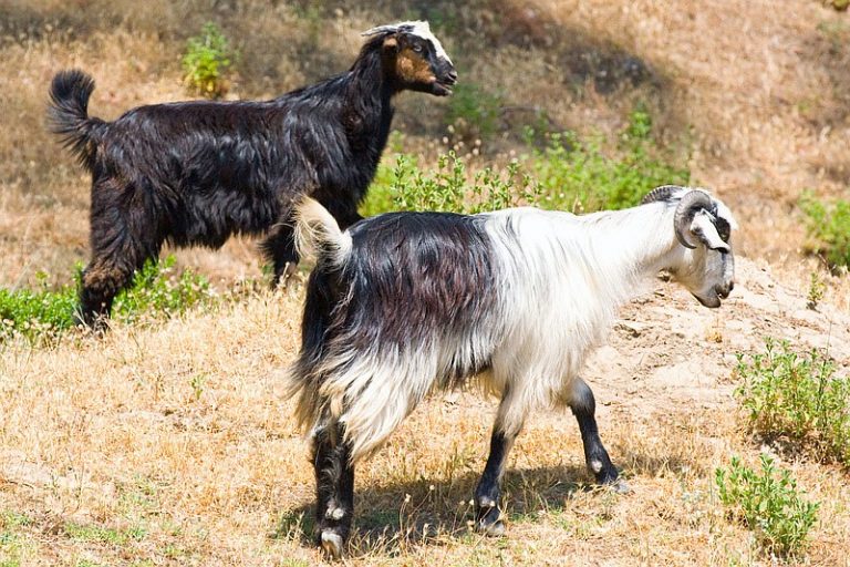 Turkish Hair Goat - Breed Profile - Goat Journal
